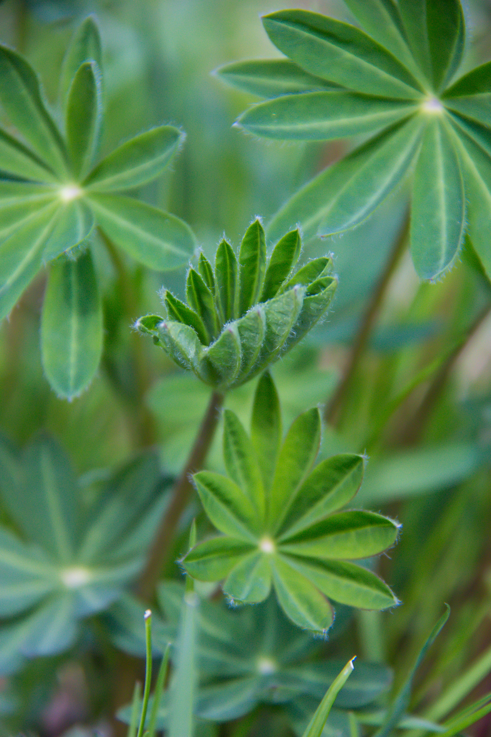 Wallpaper : green, leaf, flower, flora, gr n, wildflower, clover ...
