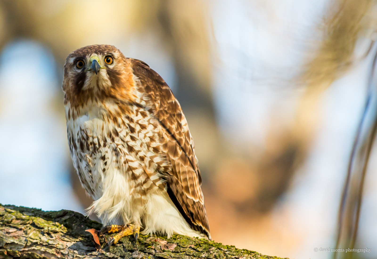 Wallpaper : red, bird, eyes, mac, Nikon, bokeh, nikkor, redtailed ...