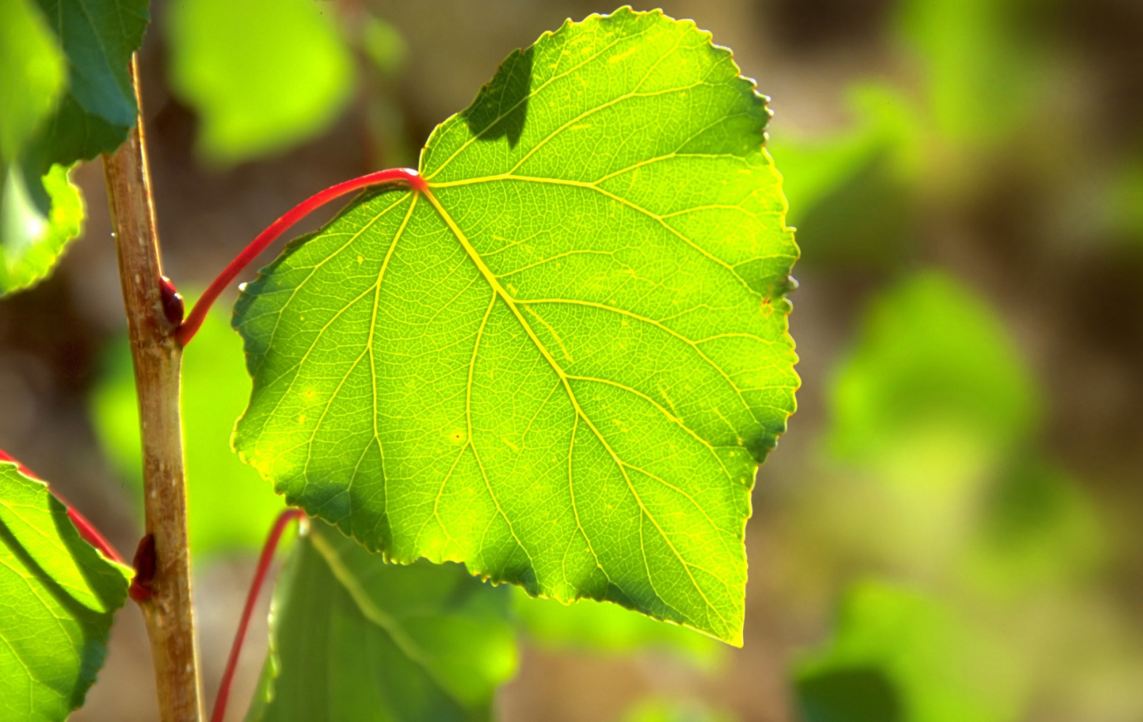 Ingyenes háttérképek : napfény, makró, ág, zöld, fa, levél növényen ...