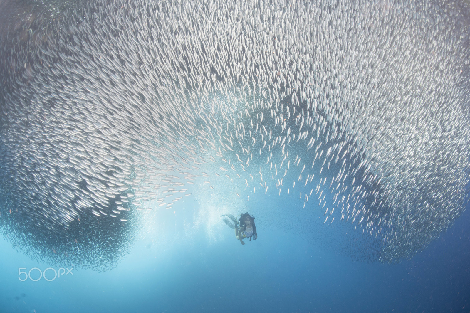 Sfondi : donne, pesce, subacqueo, animali, mare, immersione 2048x1365 ...