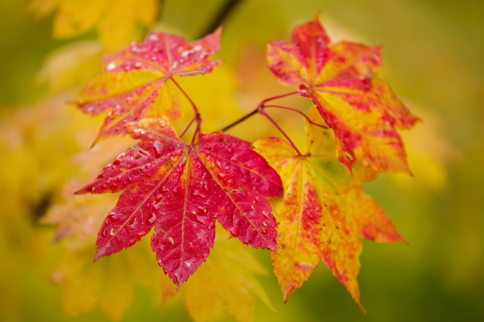 Wallpaper : colorful, plants, leaves, fall 2048x1367 - WallpaperManiac ...