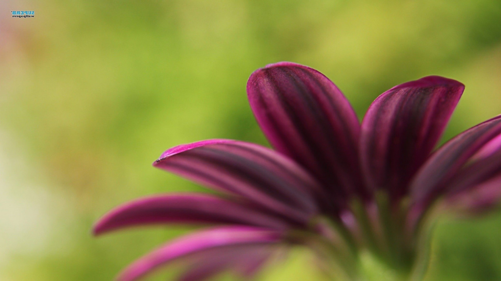 Imagini de fundal : 1920x1080 px, flori roșii 1920x1080 - wallup ...