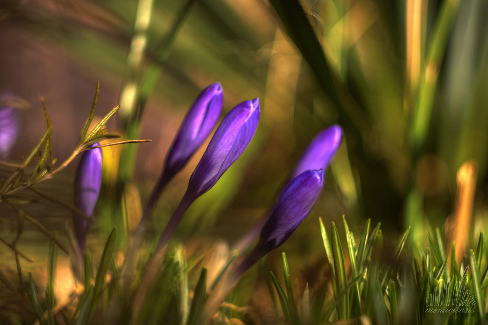 Obrázky na plochu : slnečnému žiareniu, záhradné, príroda, rastliny ...