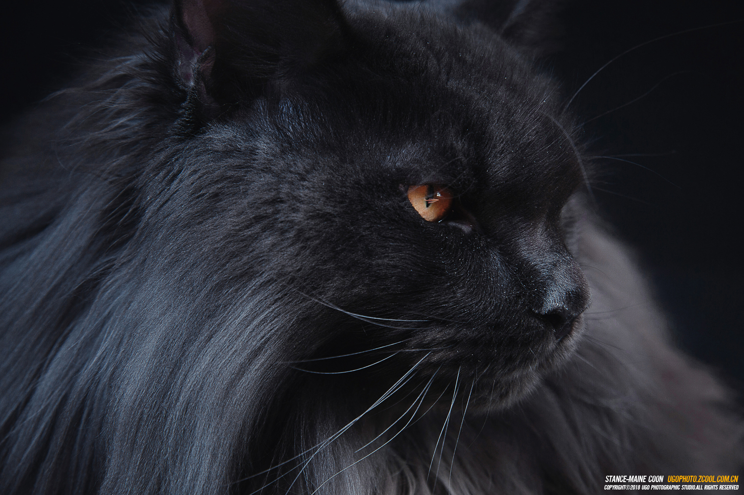 Wallpaper : kucing, Maine Coon, hewan 1500x998 - JAPANTOKIO - 1423519 ...