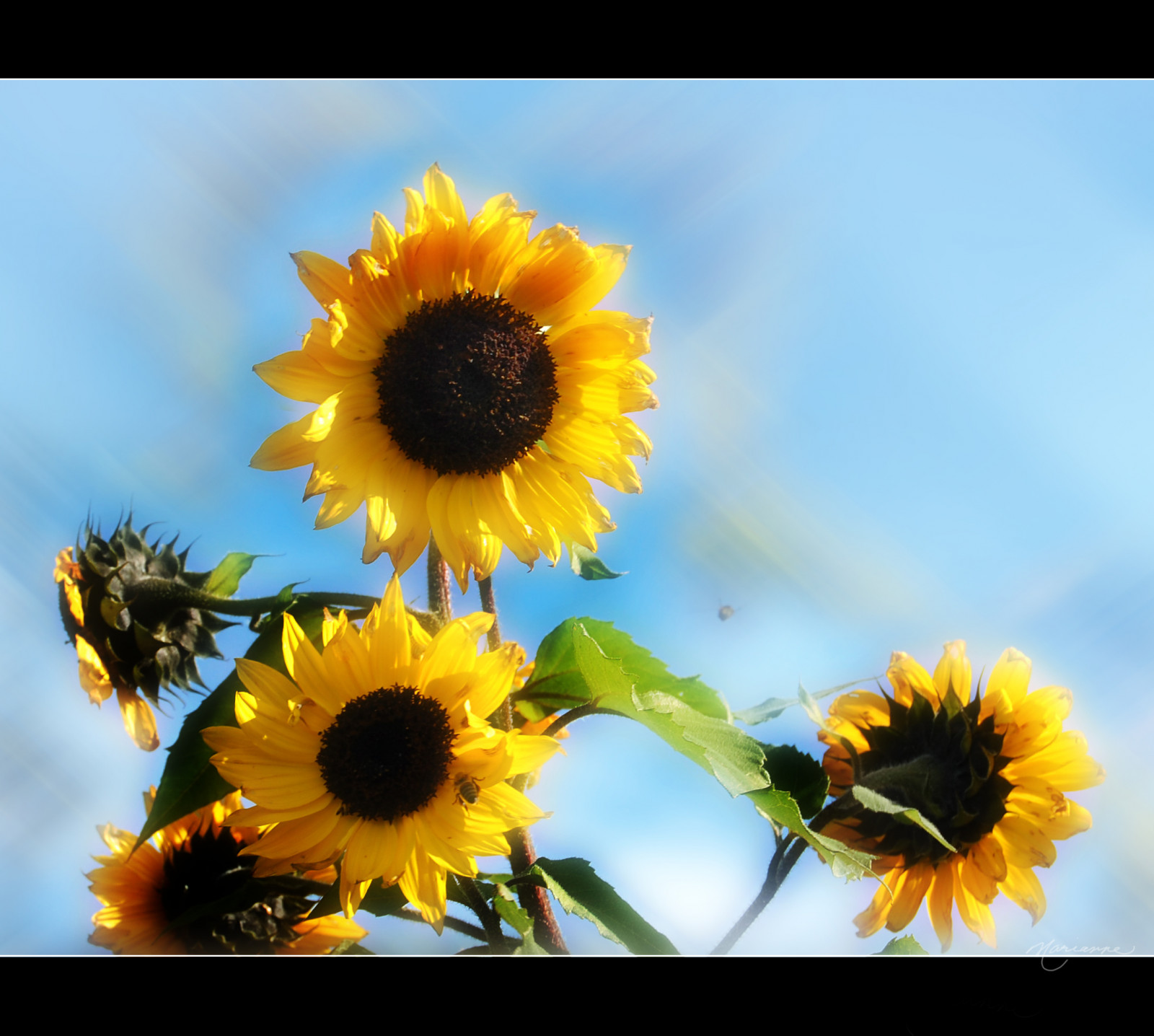 Obrázky na plochu : kvety, príroda, žltá, slnečnica, február, pondelok ...