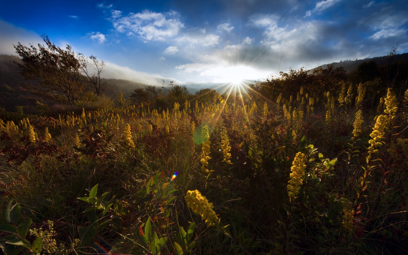 Sfondi : luce del sole, paesaggio, foresta, tramonto, fiori, collina ...