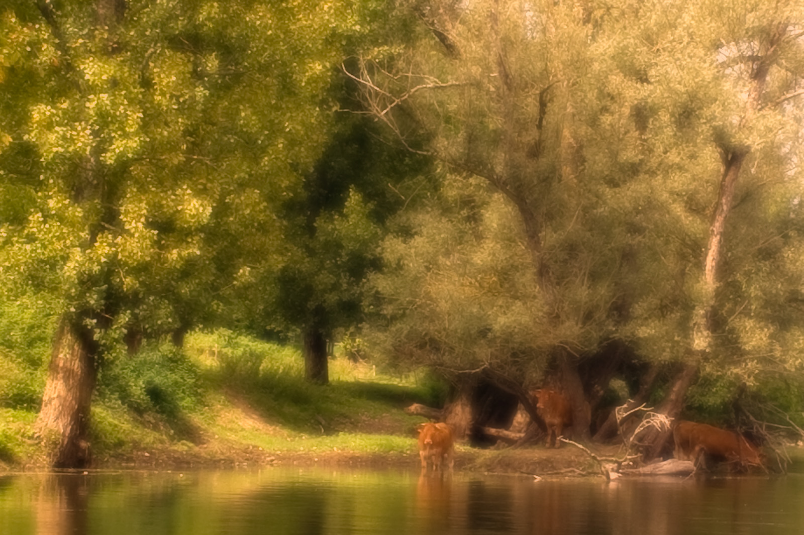 Bakgrundsbilder : hus, frankrike, träd, vatten, digital, flod, ko ...