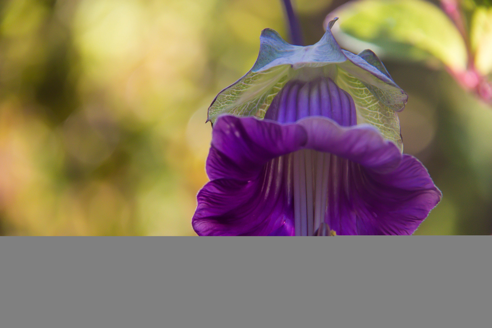 Wallpaper : flower, purple, bokeh, lila, blomma, malmo, katrinetorp ...