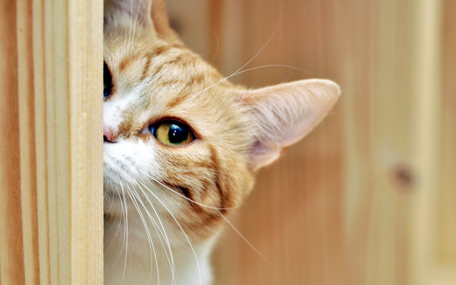 Wallpaper : cat, face, spotted, look 2560x1600 - 4kWallpaper - 670262 ...