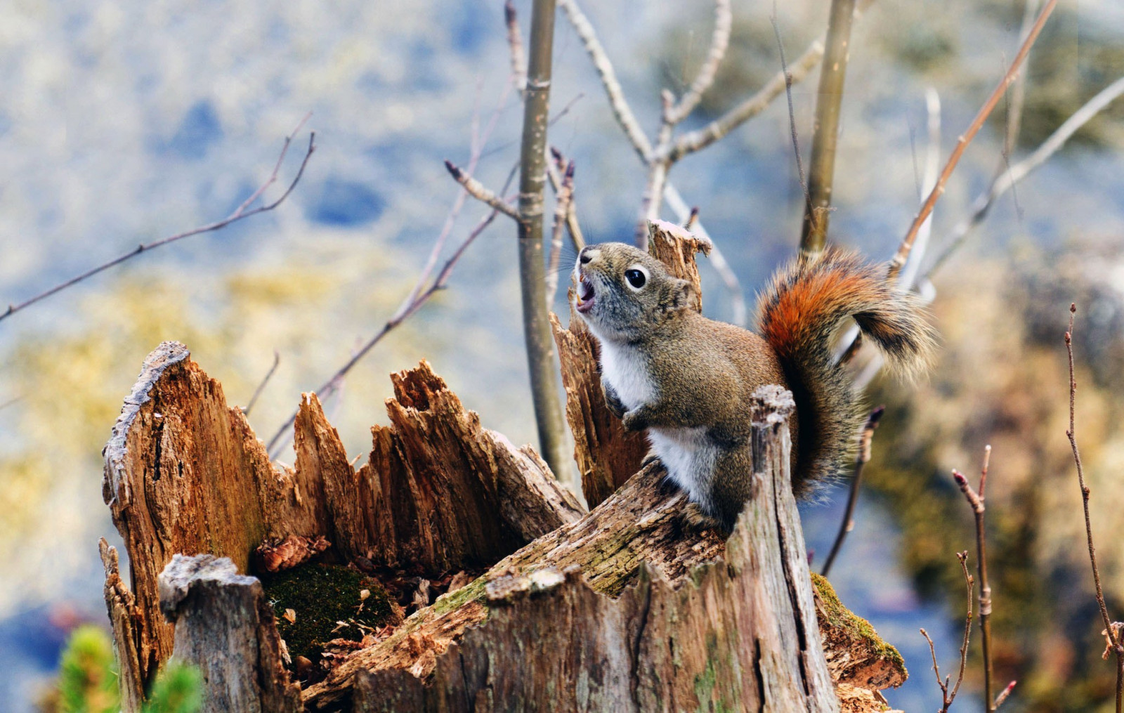 Wallpaper : 2048x1300 px, animals, nature, squirrel 2048x1300 ...