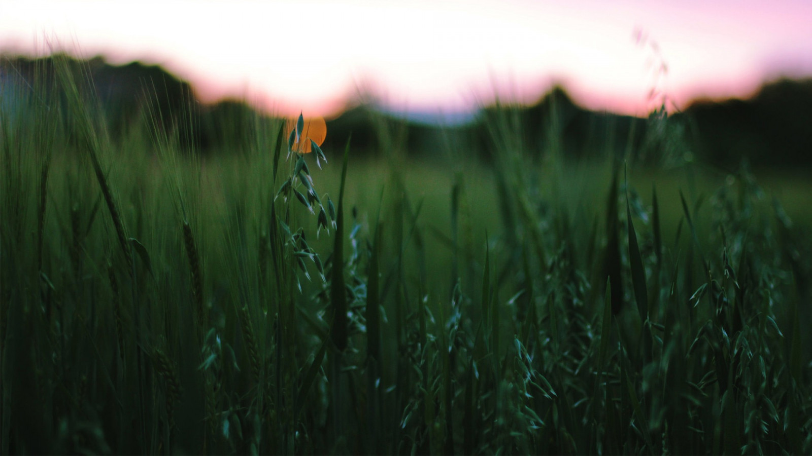 Wallpaper Sunlight Sunset Water Nature Reflection Field Branch