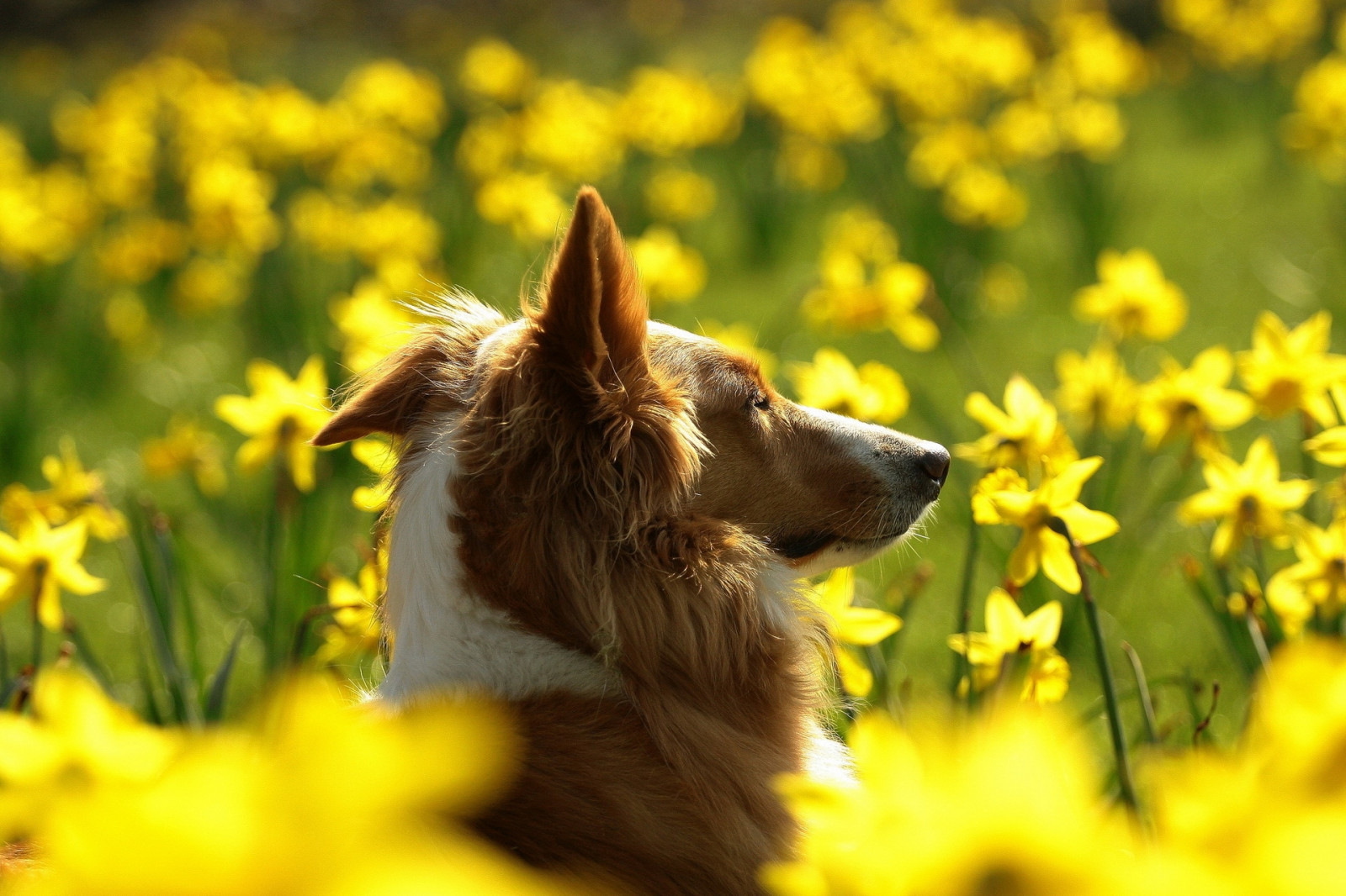 Wallpaper : dog, face, flowers, profile 1920x1280 - wallpaperUp ...