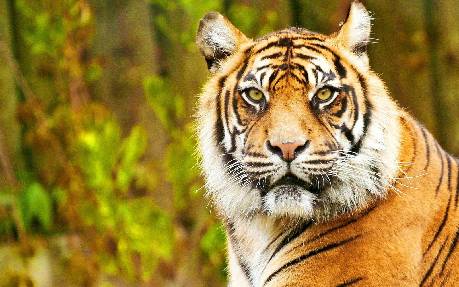 Wallpaper : 1680x1050 px, animals, feline, tigers 1680x1050 - wallhaven ...