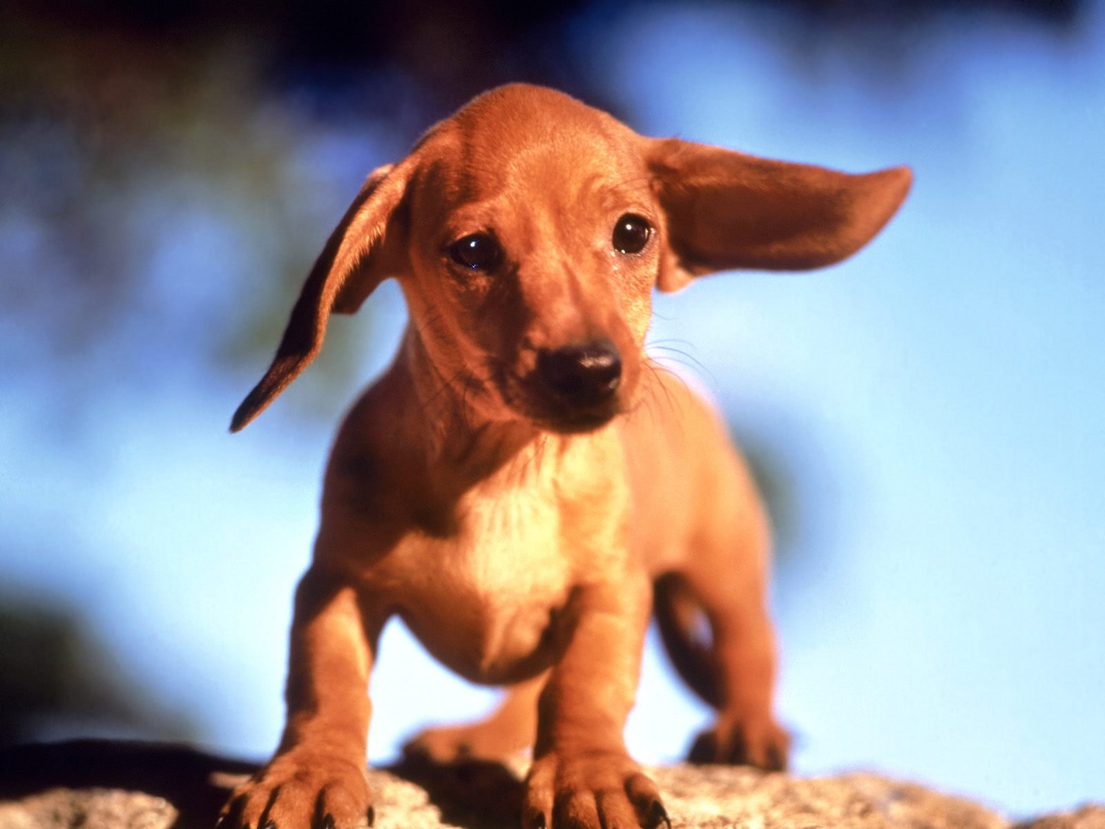 Sfondi : 1600x1200 px, carina, cane, cani, Frendly, animale domestico ...