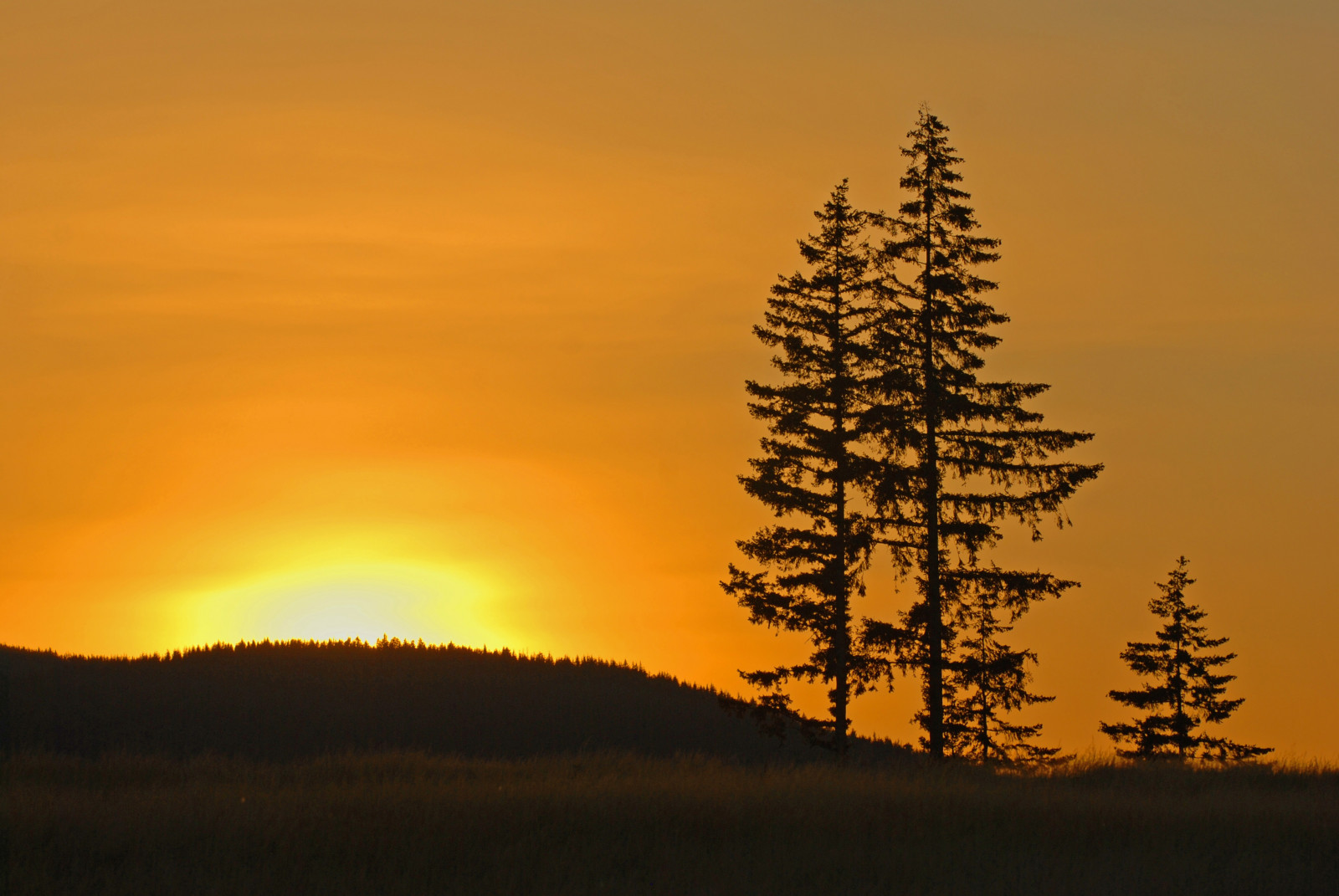 Bakgrundsbilder : himmel, träd, soluppgång, gryning, solnedgång, morgon ...