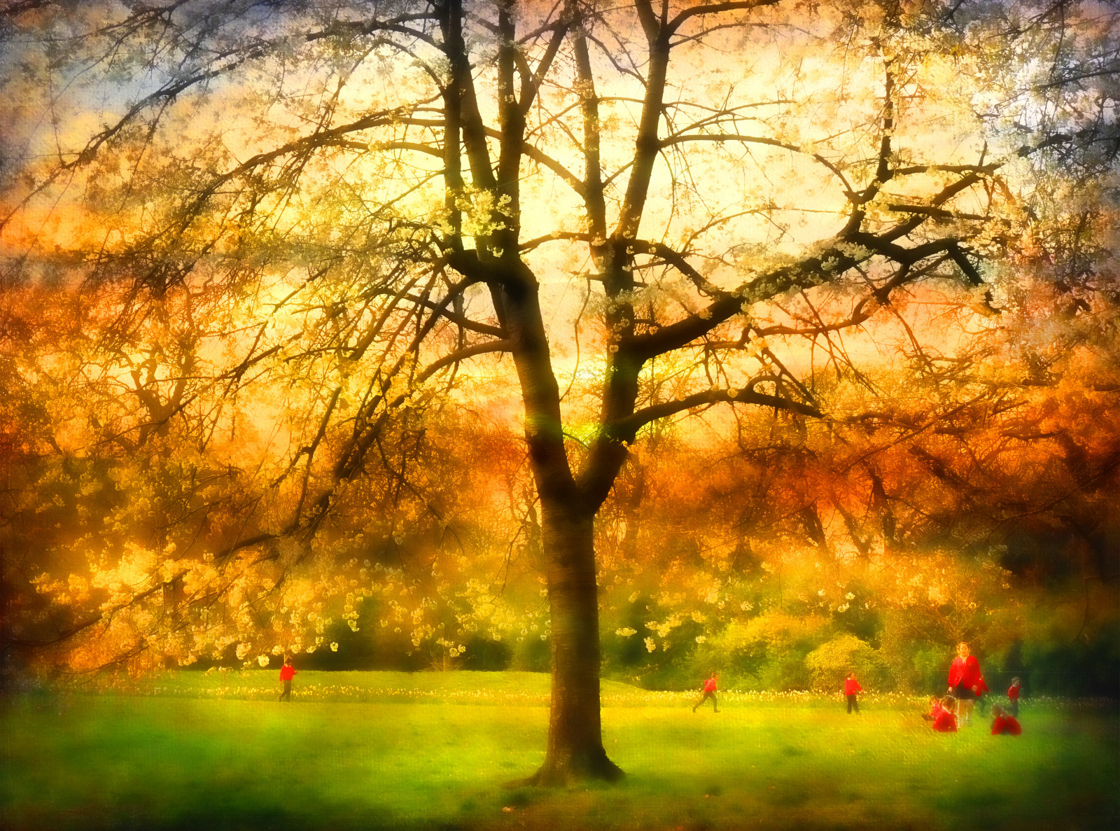 Bakgrundsbilder : natur, gul, blad, gren, höst, mossa träd, lövfällande ...