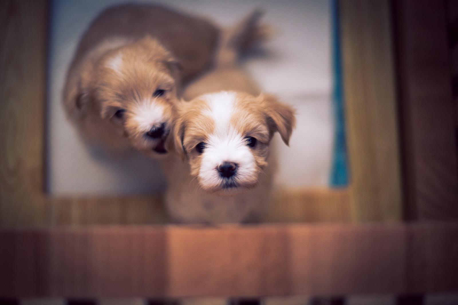 Bakgrundsbilder : valpar, valp, ryggradsdjur, hund som däggdjur, hund ...