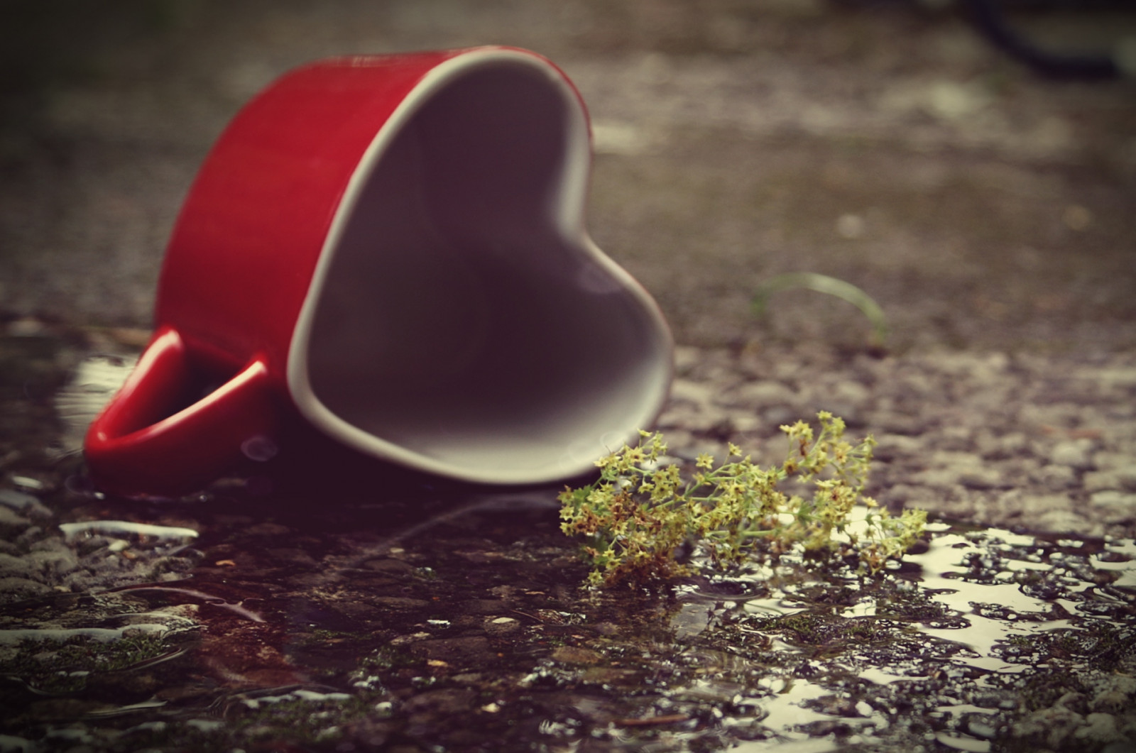 Wallpaper : red, still life photography, macro photography, computer ...