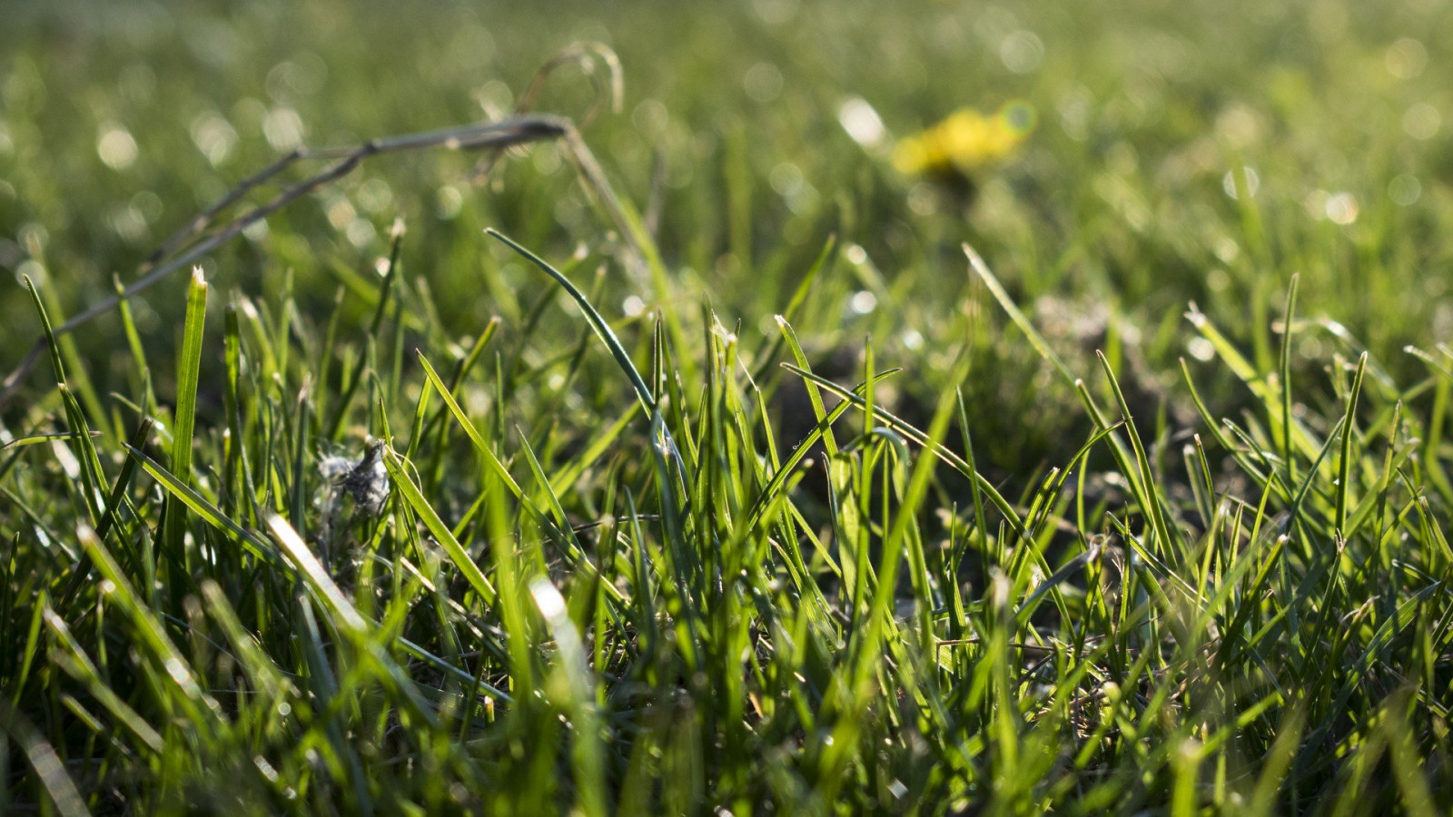 Wallpaper : 1920x1080 px, closeup, grass, landscape 1920x1080 ...