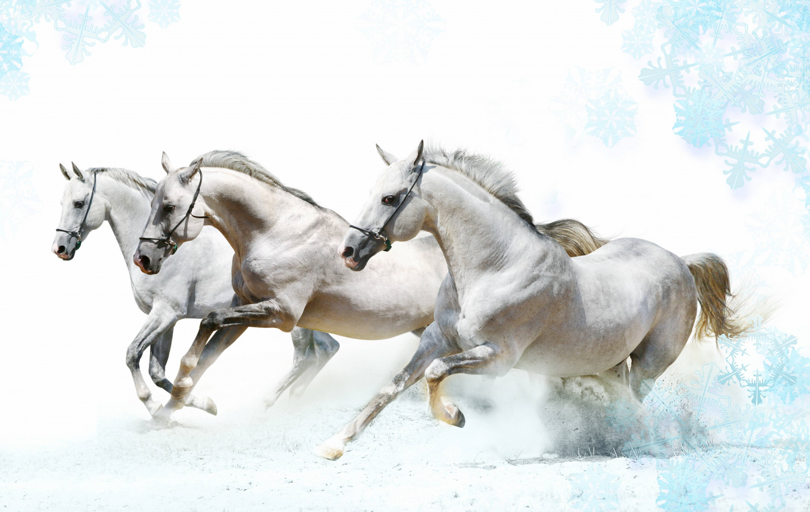 Sfondi : natura, cavalla, criniera, equestrianism, sport animali ...