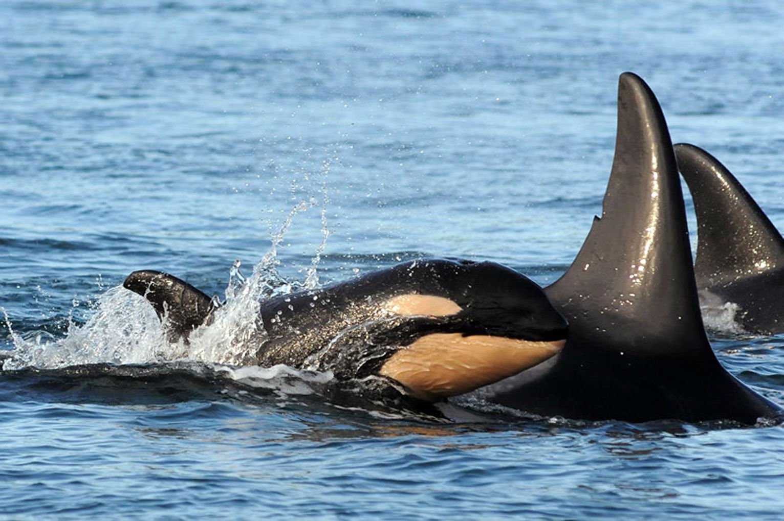 Bakgrundsbilder : 1532x1019 px, fisk, hav, Havsliv, under vattnet, val ...