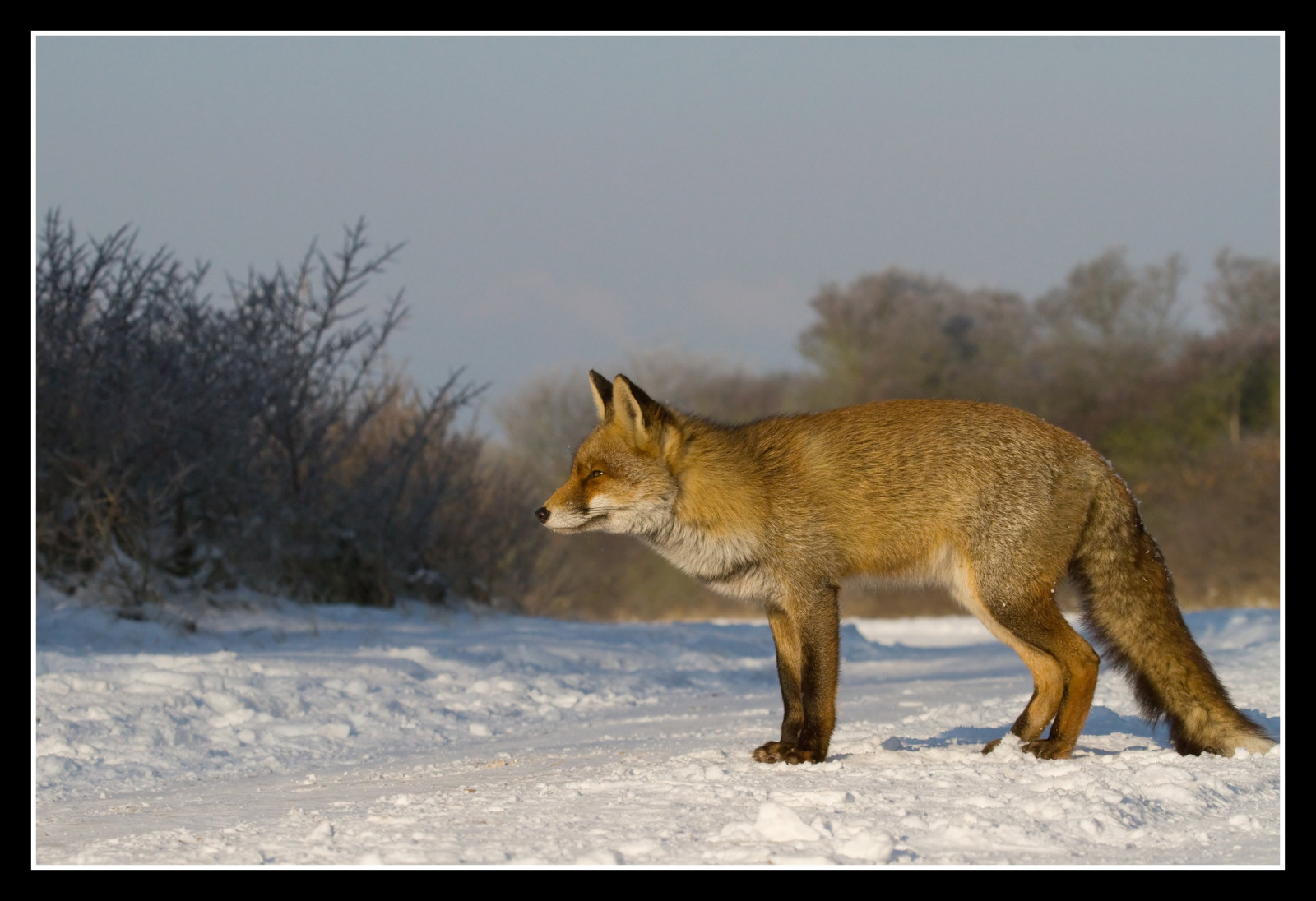 Wallpaper : wildlife, red fox, fauna, Grey Fox, dog like mammal, kit ...