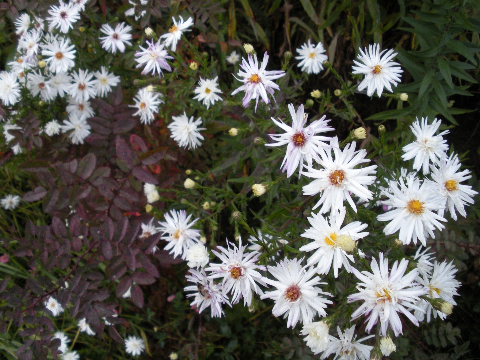 φόντο : λουλούδια, χρυσάνθεμα, βότανα, παρτέρι 1600x1200 - wallup ...