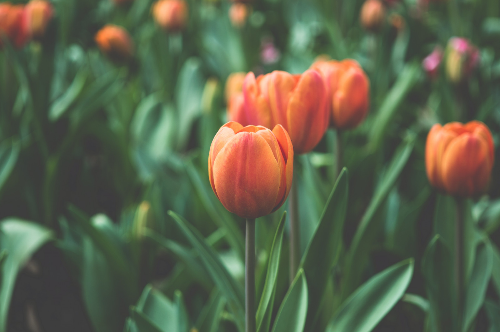 Wallpaper : kedalaman lapangan, bunga-bunga, tulip, menanam, bunga tulp ...