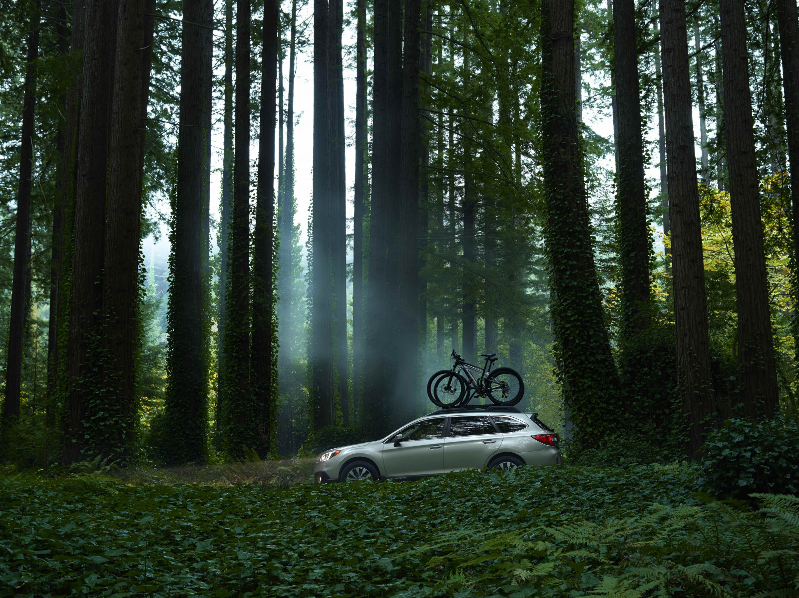 Wallpaper : sunlight, nature, grass, green, spruce, wilderness, jungle ...