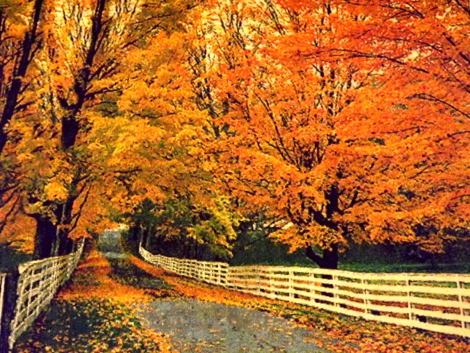 배경 화면 자연 가을 낙엽 메이든 헤르츠 트리 단풍 나무 분기 햇빛 단풍잎 컴퓨터 벽지 온화한 넓은 잎과 혼합 숲 경치 주립 공원 삼림지 저녁