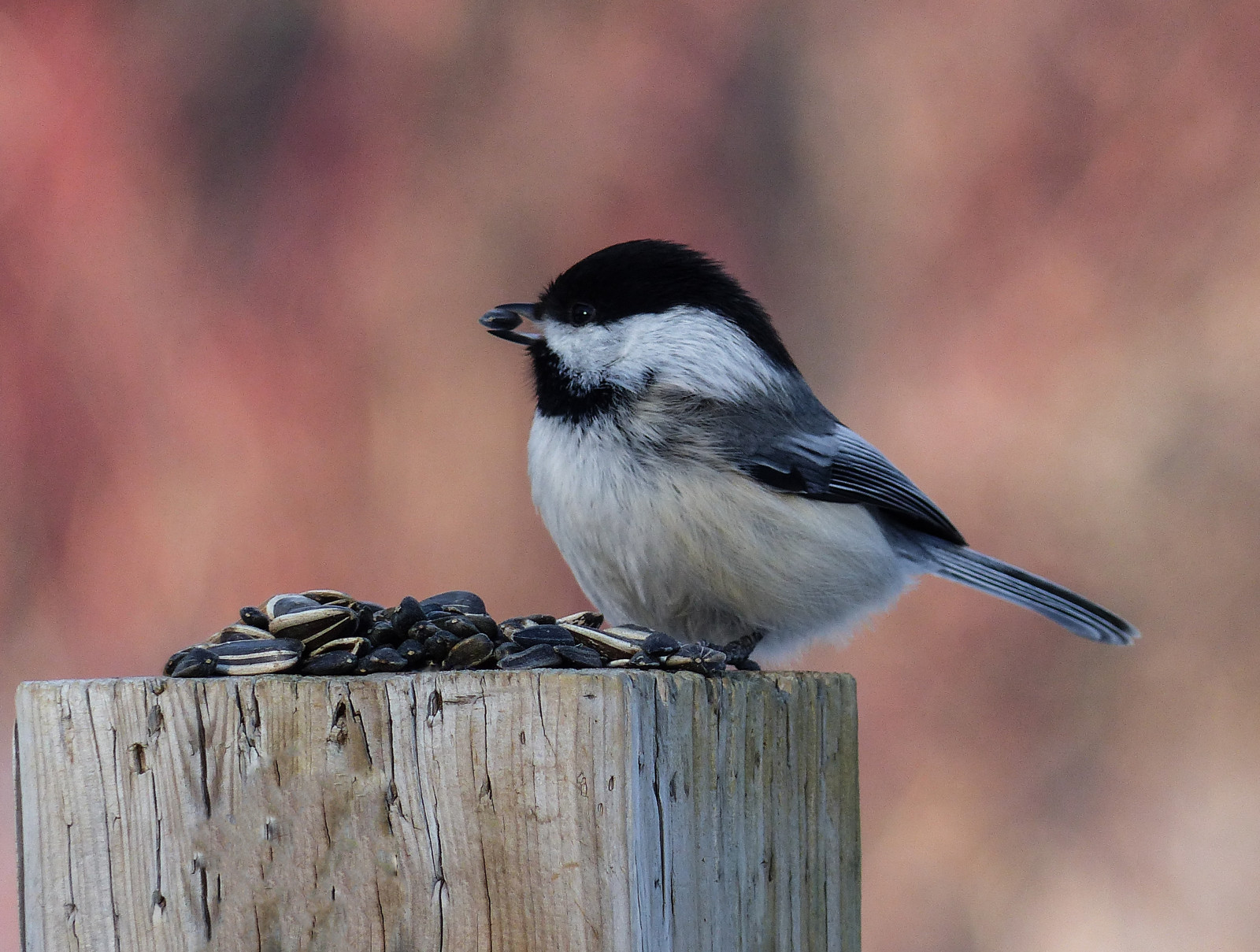 วอลเปเปอร์ : แคนาดา, Calgary, นก, ธรรมชาติ, โพสต์, bokeh, อัลเบอร์ต้า ...