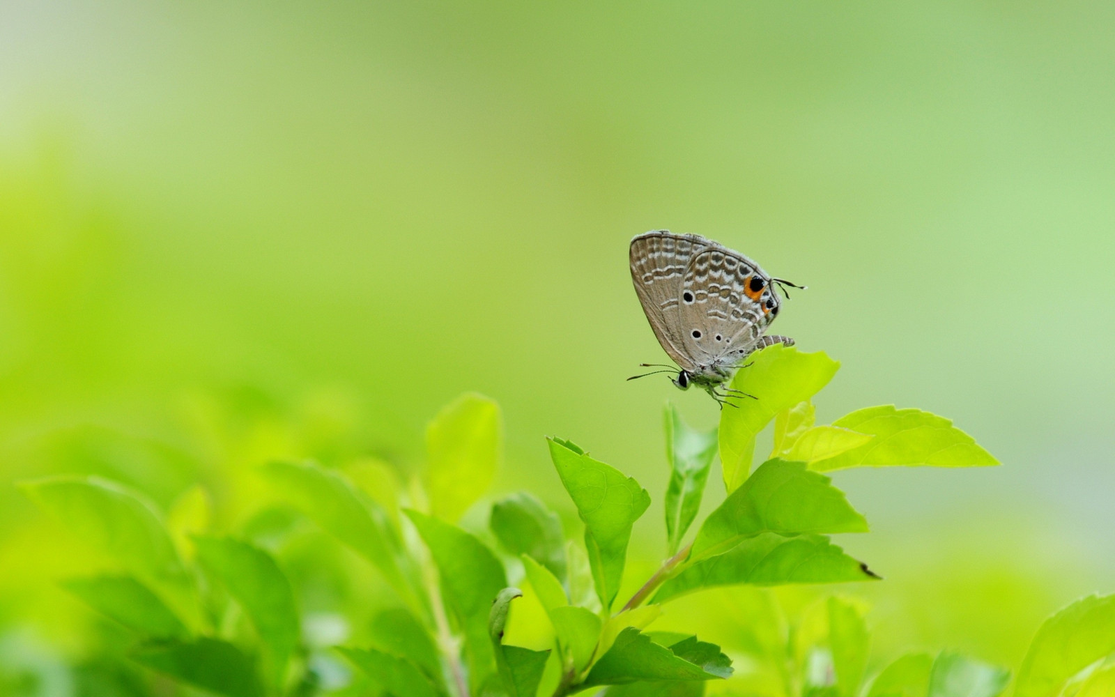 Wallpaper Leaves Nature Grass Wings Butterfly Insect Green