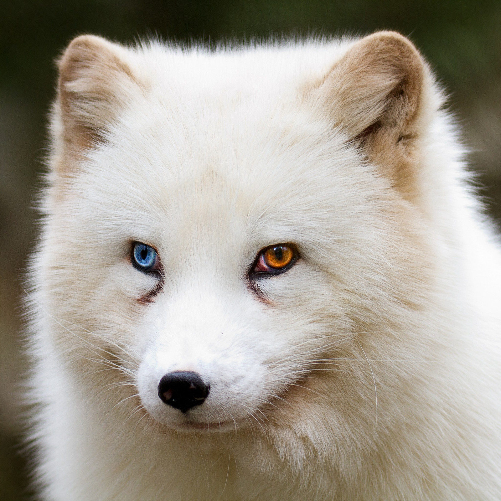 Wallpaper : animals, looking away, heterochromia, wildlife, arctic fox ...