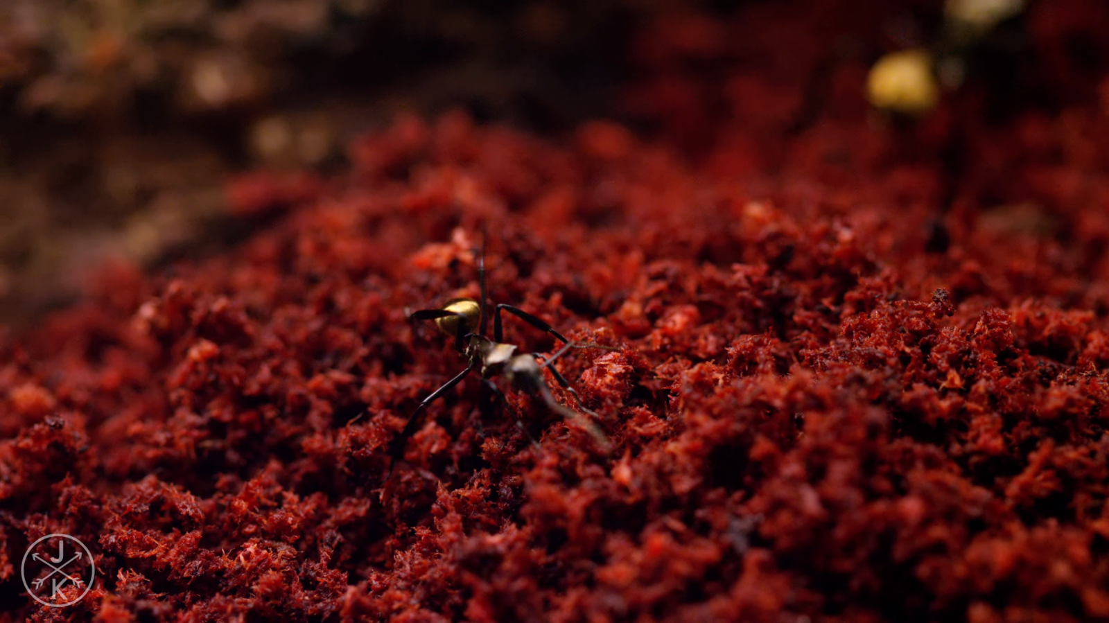 Bakgrundsbilder : djur, natur, röd, fotografi, insekt, myror, höst ...