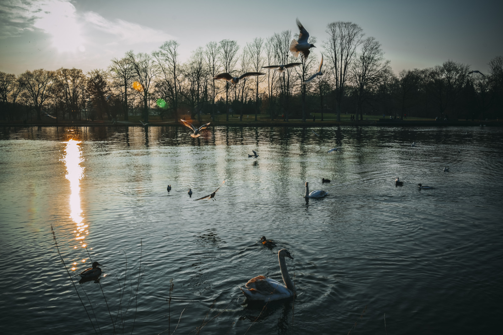 Wallpaper : hewan, sungai, Jerman, angsa, camar, Danube, ulm, Donau ...