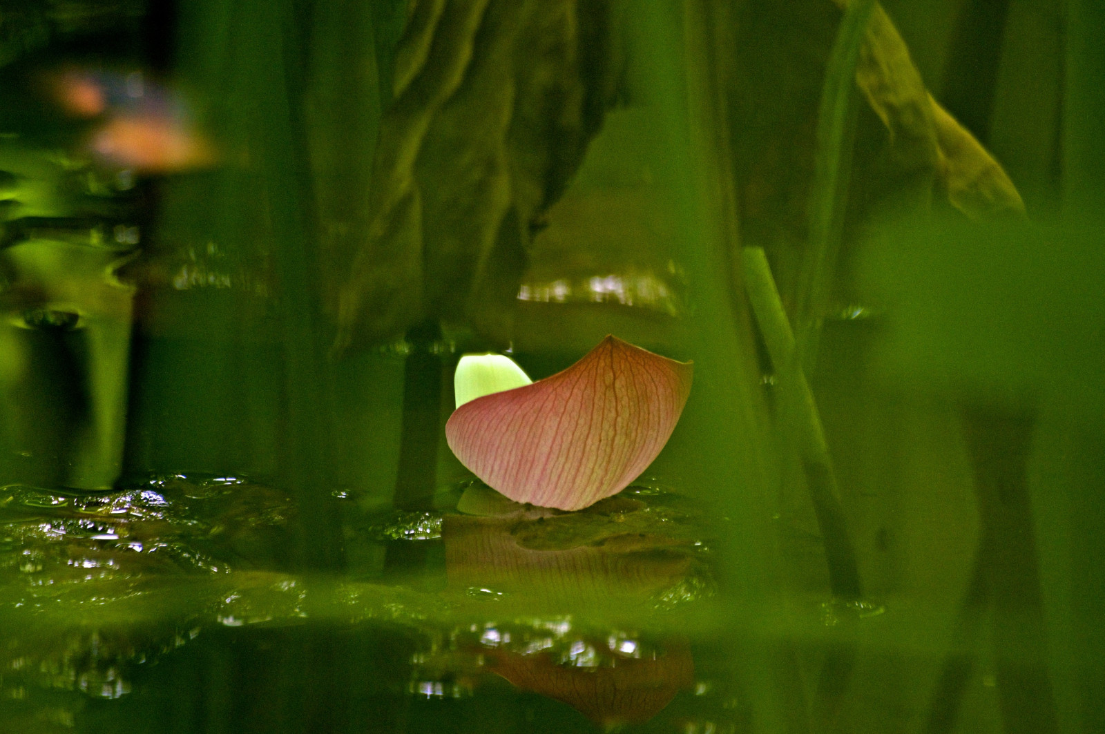 Wallpaper : refleksi, hijau, air, pikiran, PENTAX, Teratai, sigma, daun ...