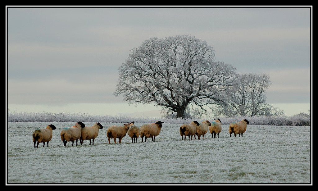 Wallpaper : UK, winter, England, tree, nature, animal, animals, frost ...
