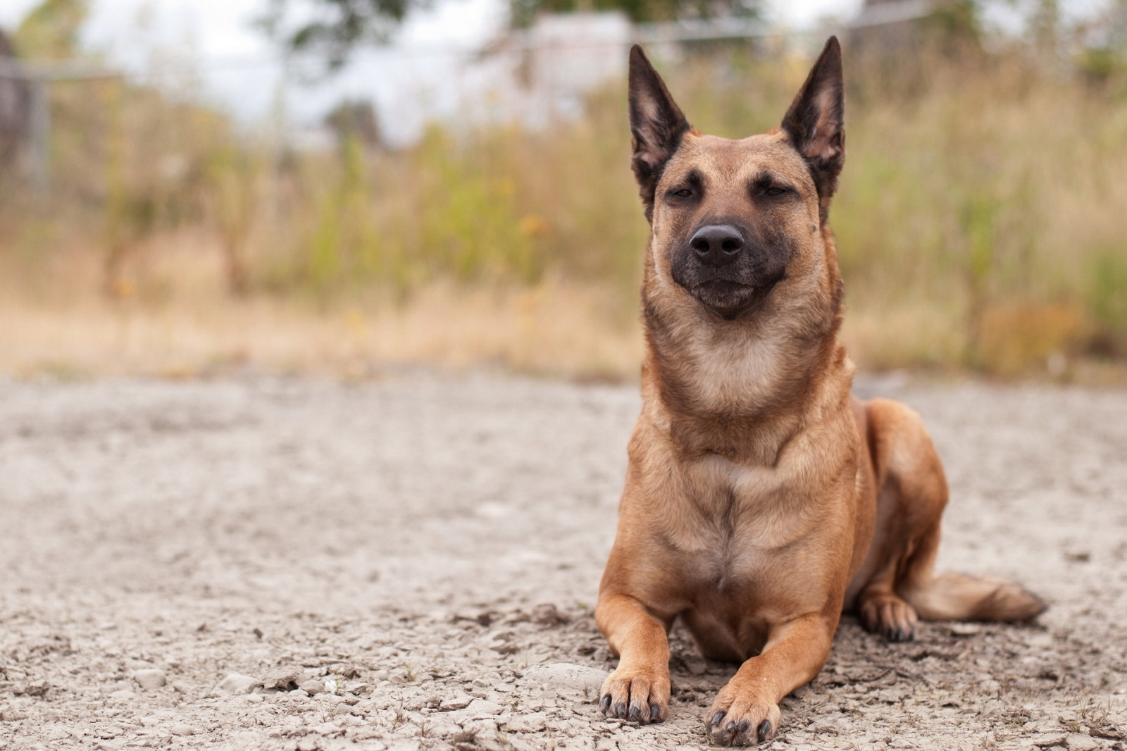 Wallpaper : dog, face, sand, lie 1920x1280 - wallpaperUp - 656121 - HD ...