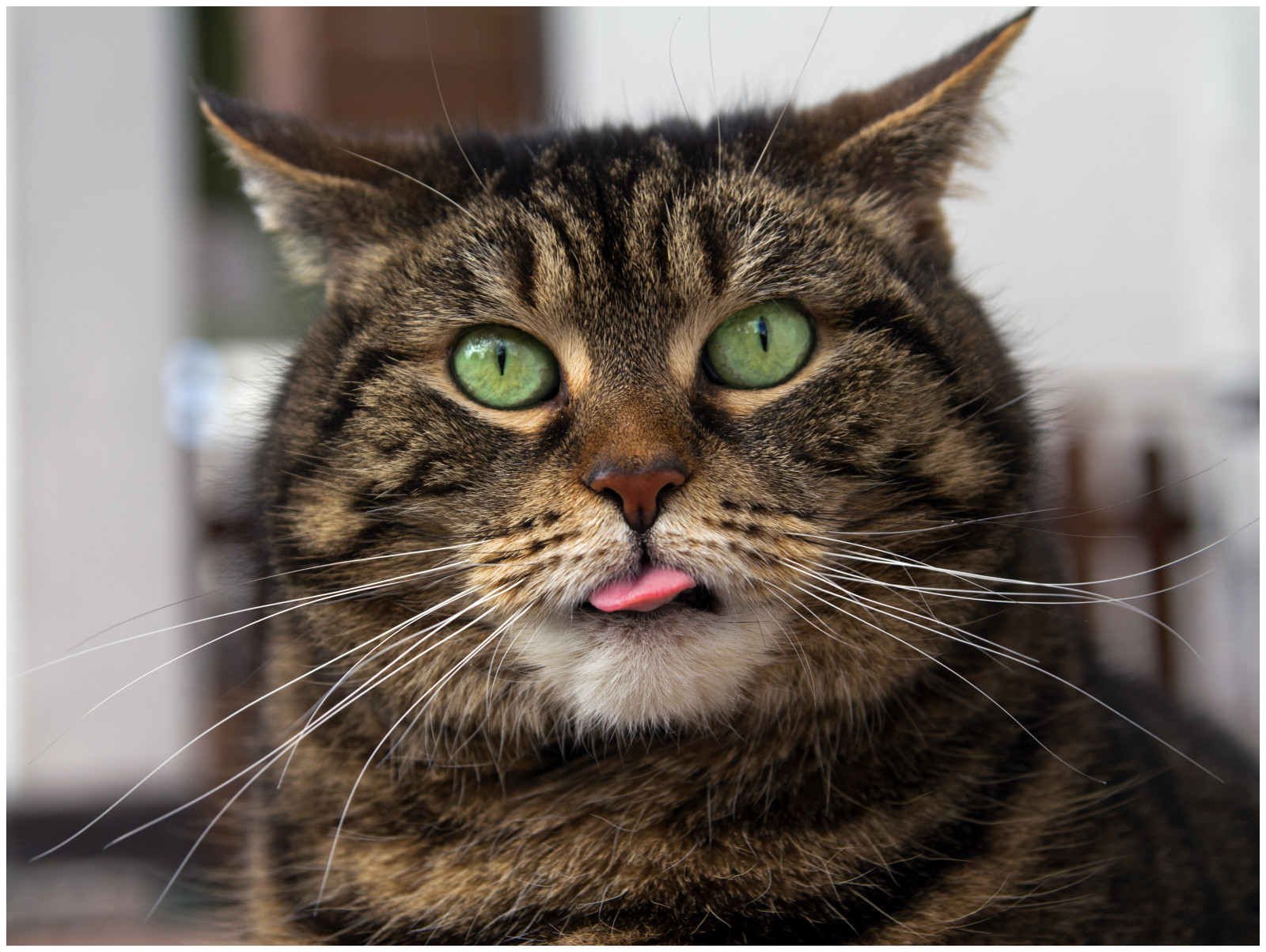 Wallpaper : animal, cat, chat, gato, katze, cleo, shorthaired, tier ...