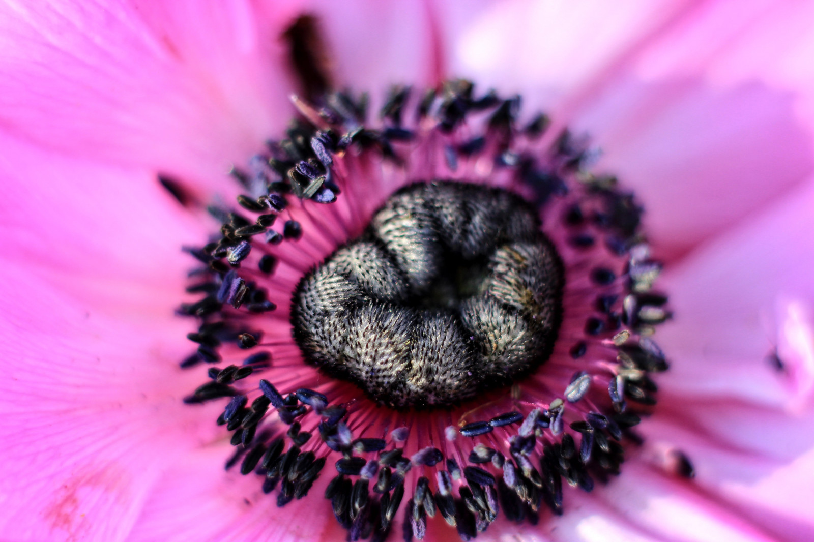 Wallpaper : nature, pollen, pink, 50mm, flower, eye, flora, makro ...