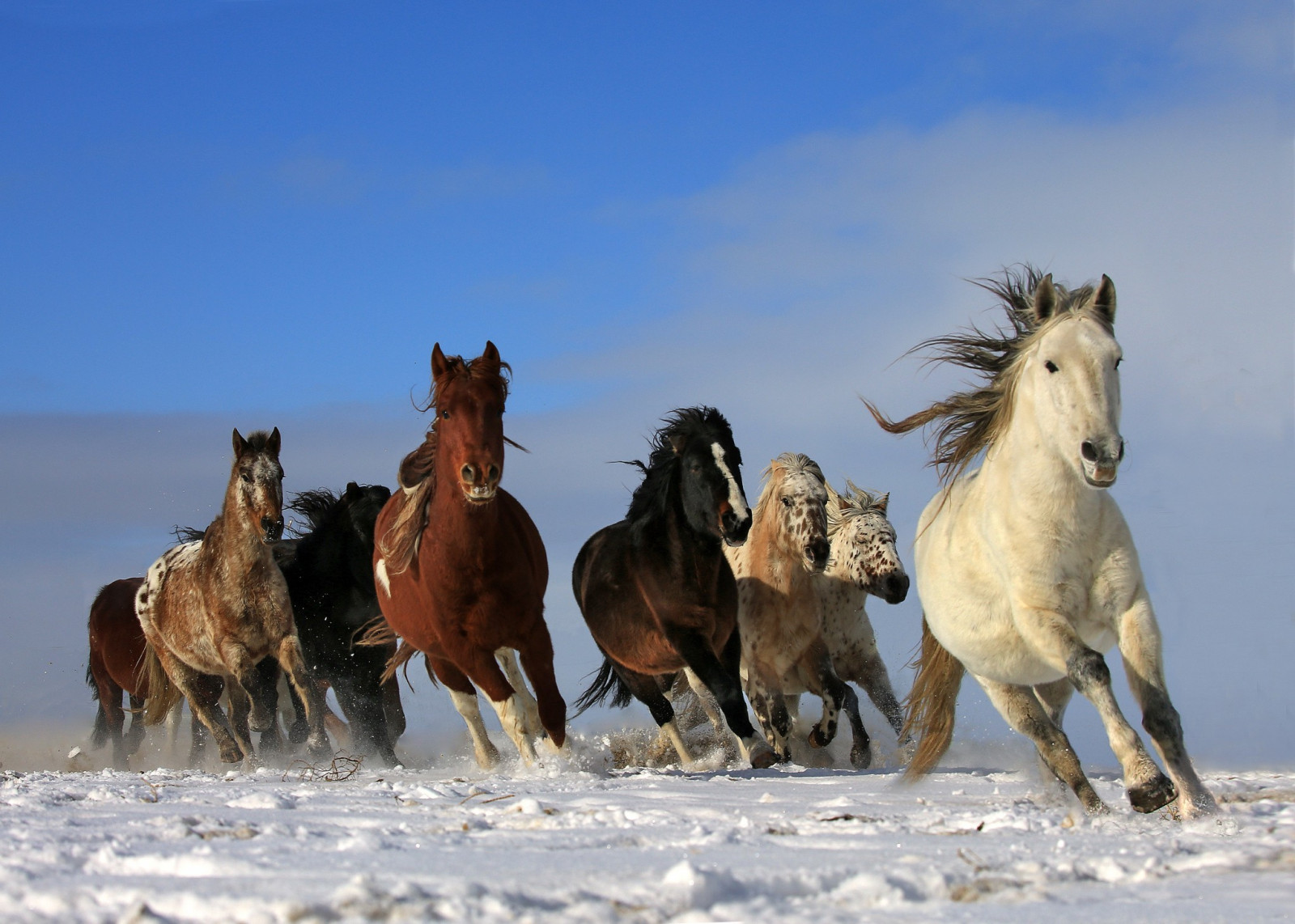 Fond d'écran : la nature, cheval, hiver, troupeau, jument, faune ...