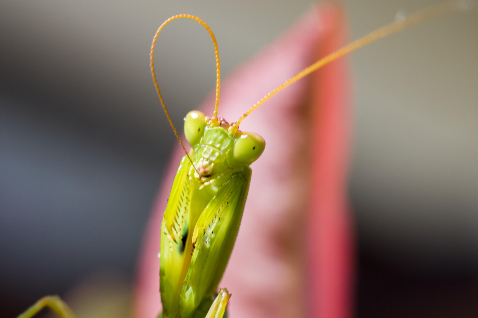 배경 화면 : 곤충, 기도하다, 사마귀, 녹색, 매크로, 닫다 6000x4000 - - 1084807 - 배경 화면 - WallHere