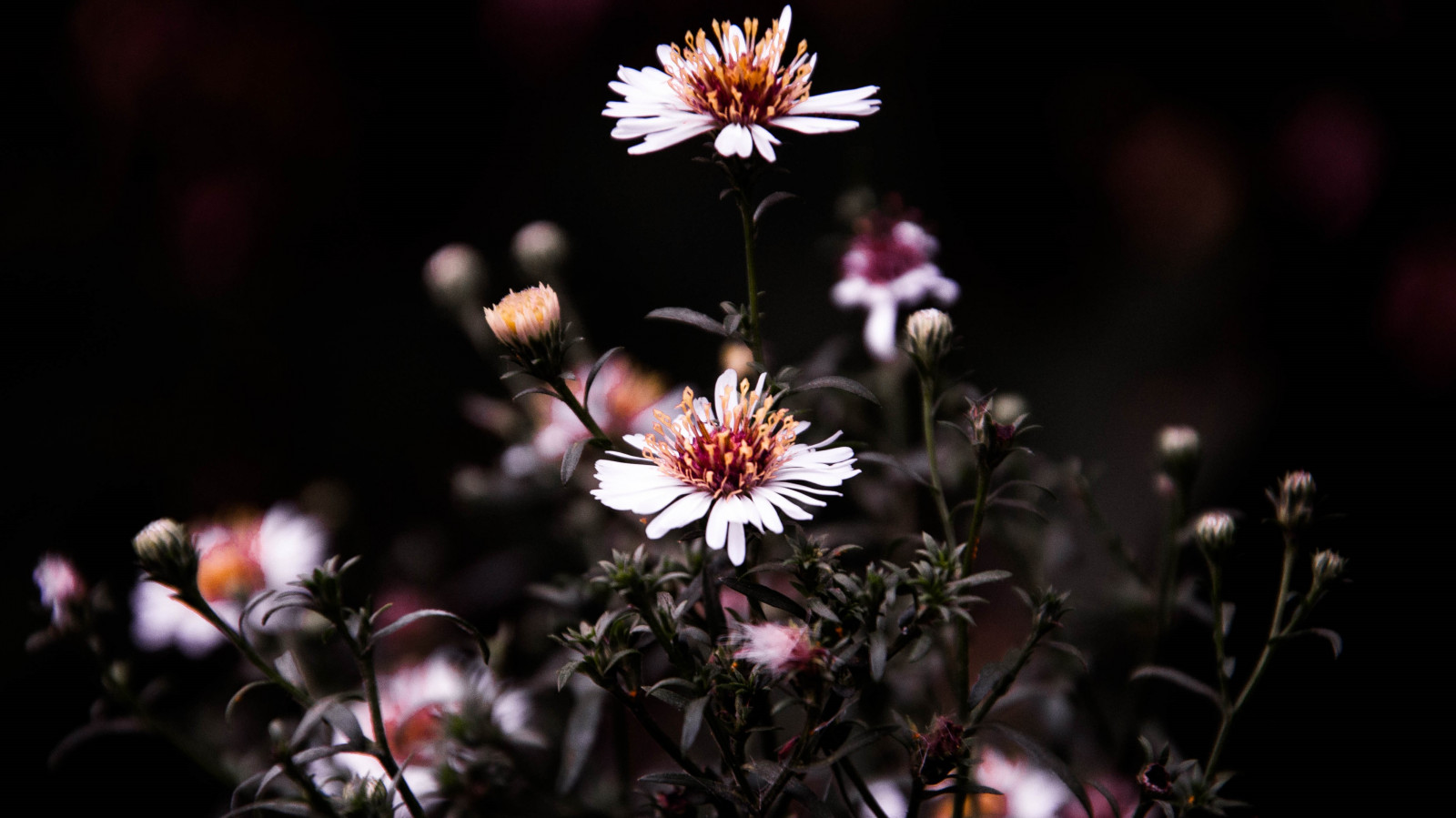 Wallpaper : flower, nature, photography 4270x2401 - iamctz - 1557049 ...
