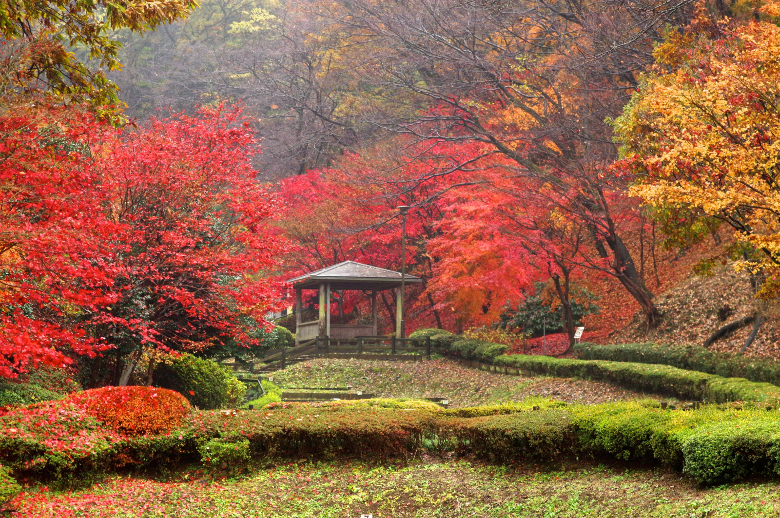 Tapety : podzim, listy, list, autum, pentax, sigma, Machida, pentaxart ...