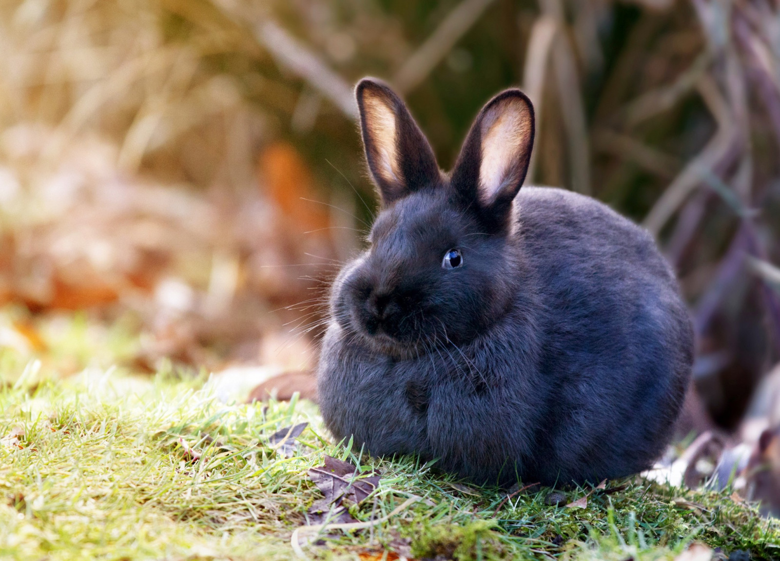 Wallpaper : animals, grass, wildlife, whiskers, rabbits, fauna, mammal ...