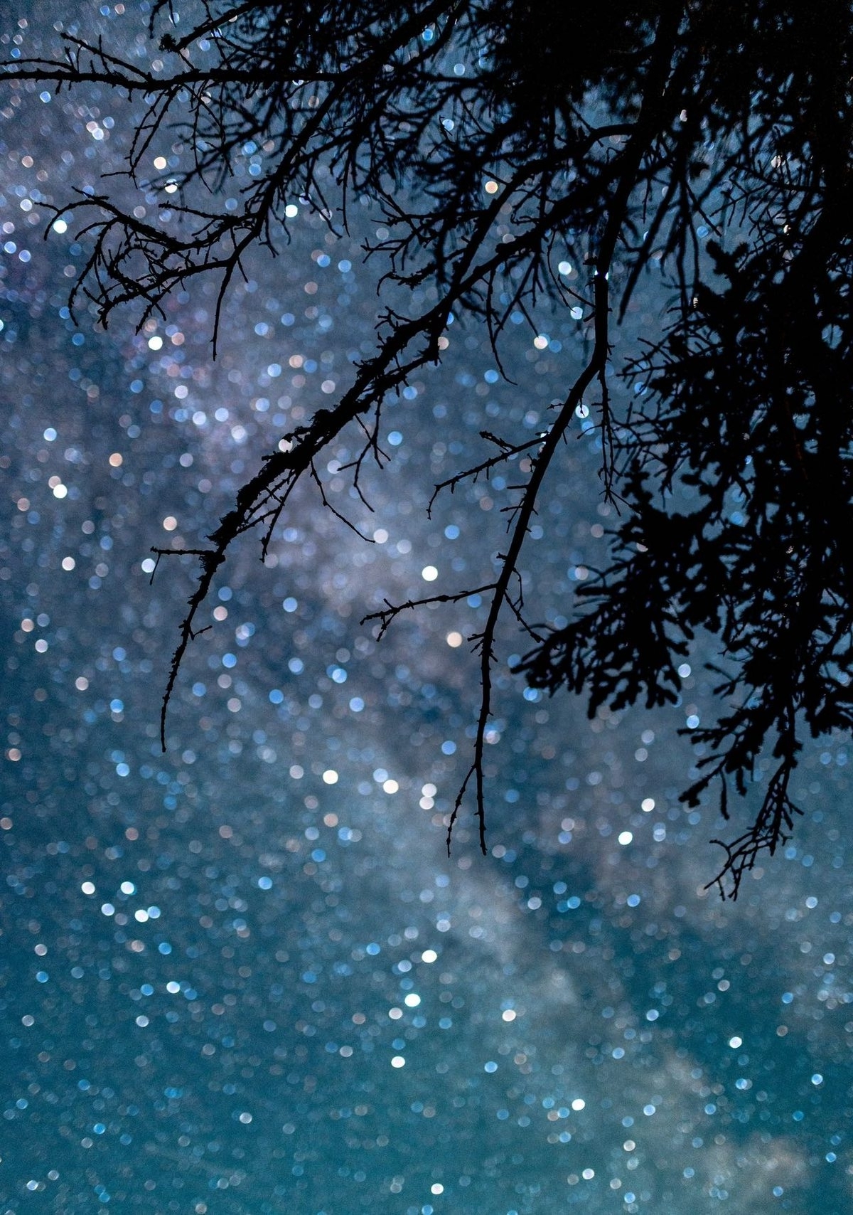 Sfondi : notte stellata, stelle, natura, ramo 1200x1708 - ssfacnn ...