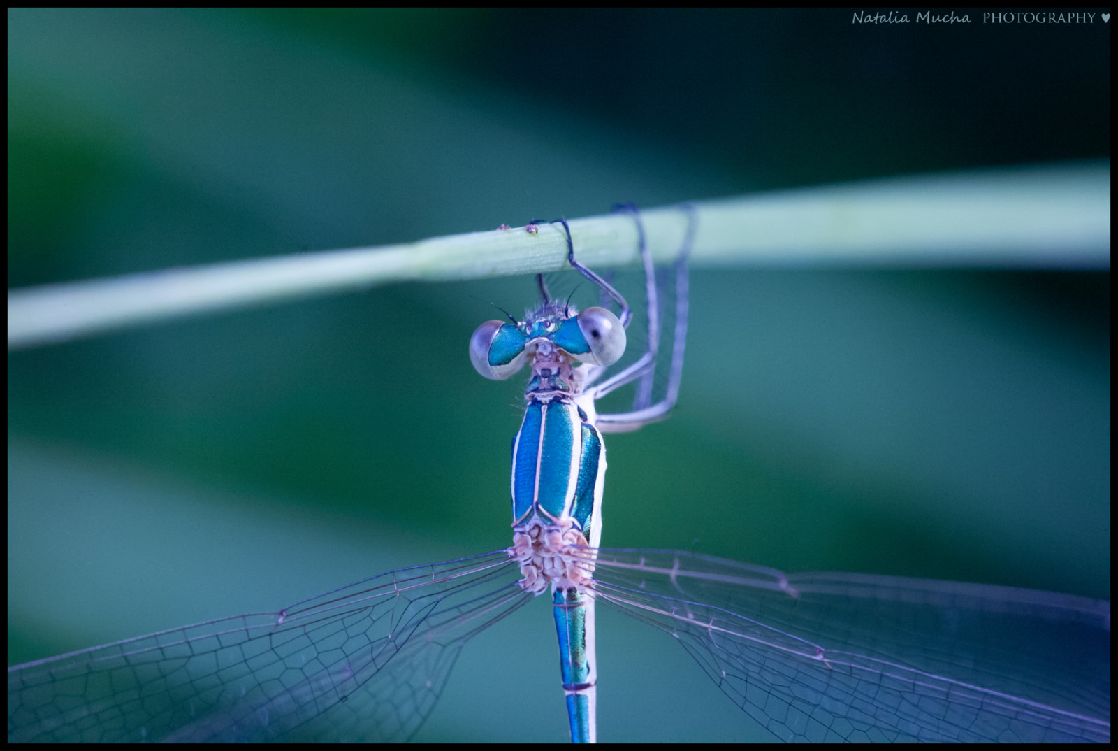 Wallpaper : blue, macro, nature, insect, photography, dragonfly, Blu ...