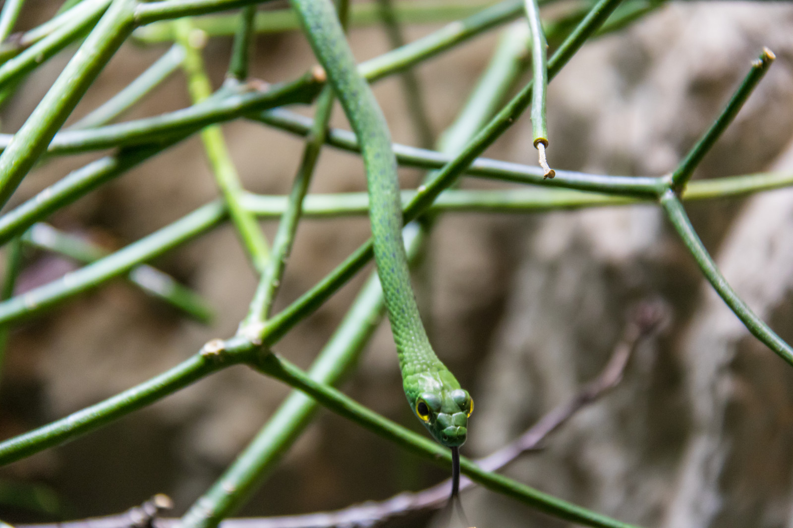 Tapety : Příroda, větev, had, hmyz, zelená, akvárium, strom, zvíře ...