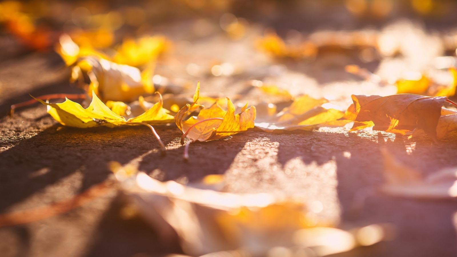 Wallpaper : leaves, macro, fall, sunlight 1920x1080 - WallpaperManiac ...
