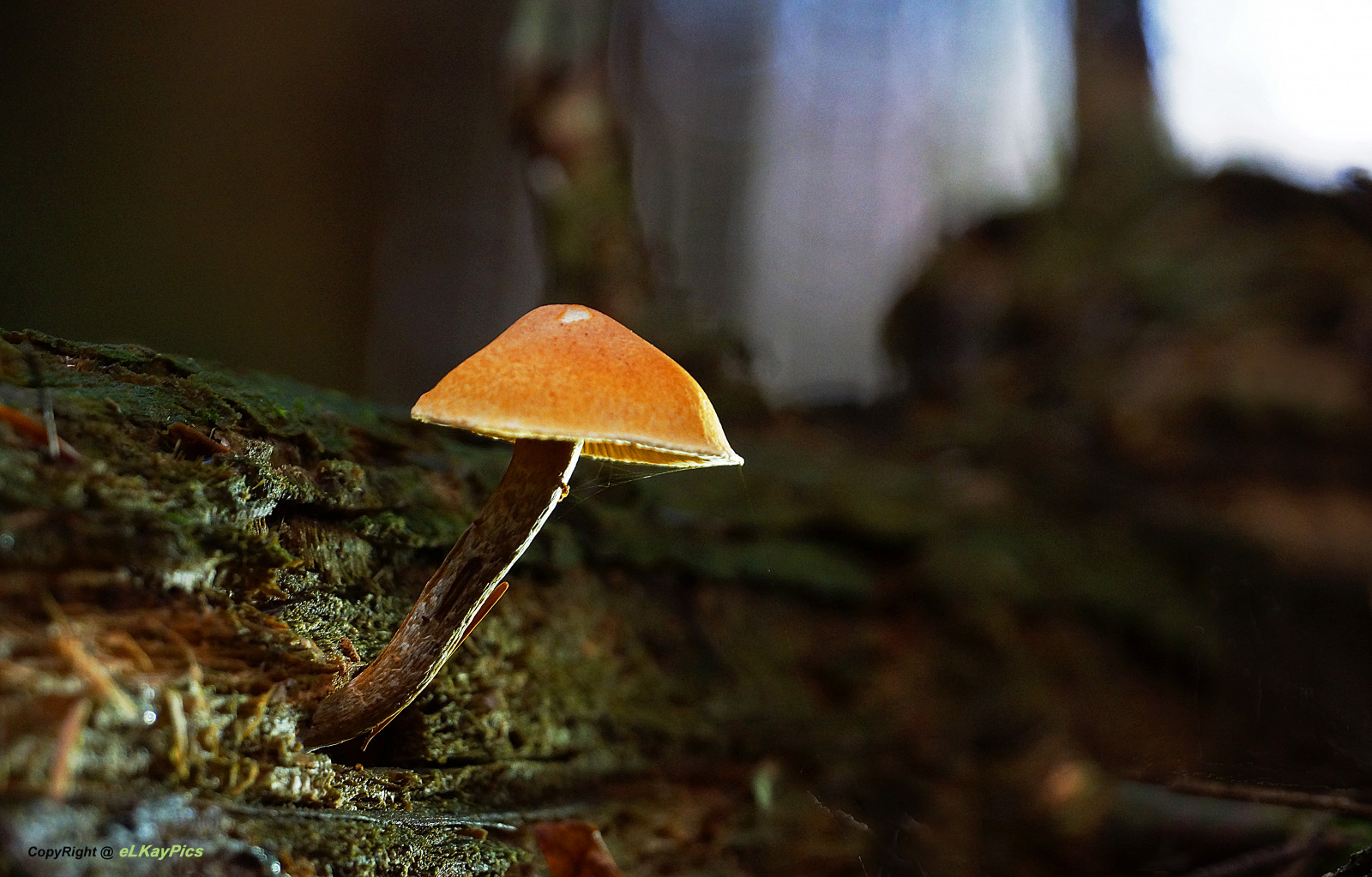 Bakgrundsbilder : natur, svamp, svampar, funghi, Wald, sopp, Mantar ...